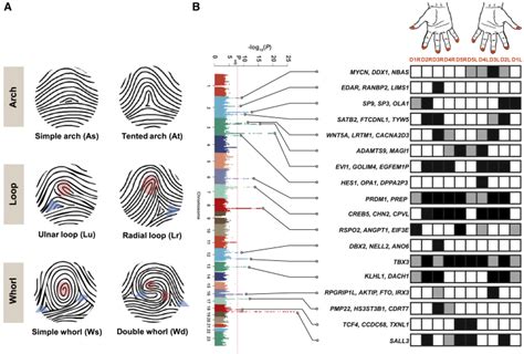 Limb Development Genes Underlie Variation In Human Fingerprint Patterns