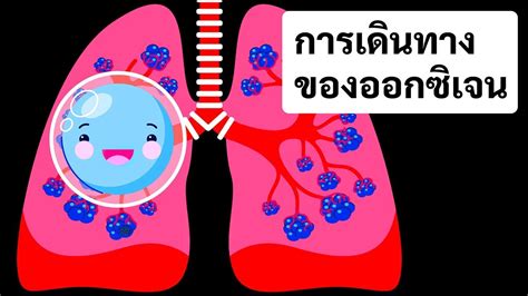 การเดนทางของออกซเจนในรางกายของคณ YouTube