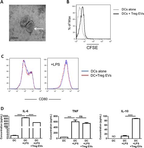 Murine Treg Derived Evs Are Acquired By Dendritic Cells And Alter Download Scientific Diagram