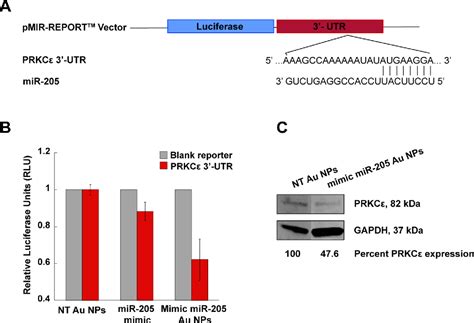 Figure 1 From Nucleic Acid Gold Nanoparticle Conjugates As Mimics Of
