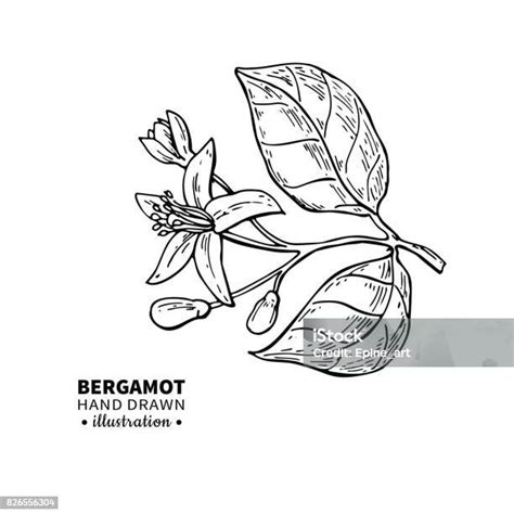 Bergamot 꽃 지점 벡터 그림입니다 감귤 류의 개화 꽃의 빈티지 일러스트 절연 베르가못에 대한 스톡 벡터 아트 및 기타