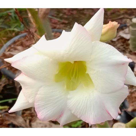 Adenium R7 Nainital Succulents