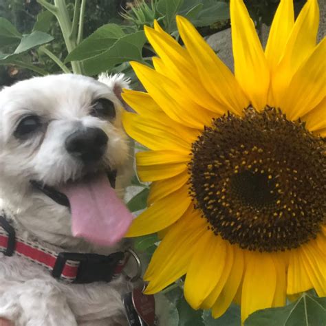 Yolys Carrera Youtube