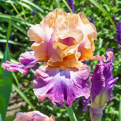 Irys Bródkowy Chasing Rainbows Kup Z Dostawą W Polsce Najlepsza Cena W Garden Number One 1601