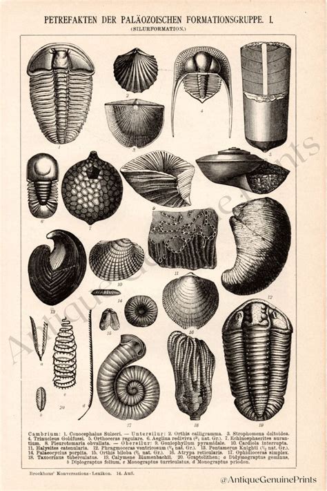 1895 Antique Original Lithograph Paleontology Fossils Silurian