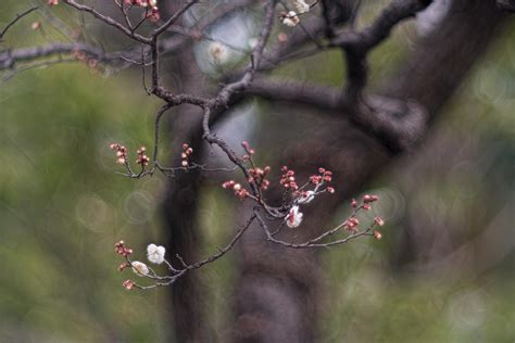 Favorite Non Swirly Bokeh Lenses