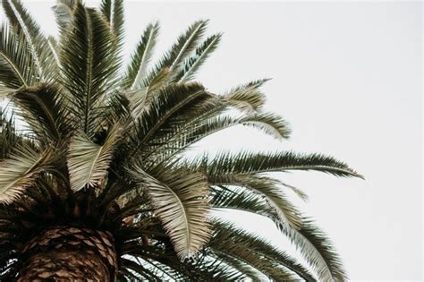 Cómo podar una palmera todo lo que necesitas saber Coinve