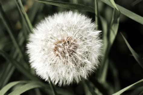 민들레 씨앗 자연 Pixabay의 무료 사진 Pixabay