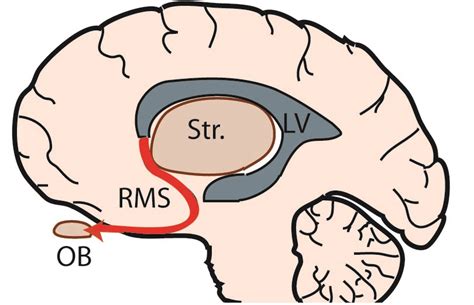 Subventricular Zone Human
