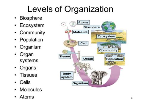 Ecology Diagram Quizlet