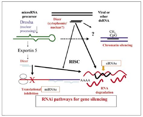 Cellular Pathways Of Gene Silencing By Rna Interference Download