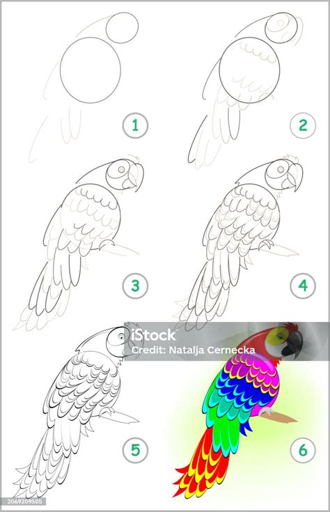 귀여운 앵무새를 그리는 방법을 단계별로 배우는 방법을 보여줍니다 아이들의 그림 그리기와 색칠 기술 개발 벡터 이미지입니다 0명에 대한 스톡 벡터 아트 및 기타 이미지