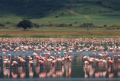 Ngorongoro Crater Safari Experts Tanzania