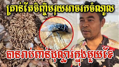 គ្រាន់តែ ចិ ញ្ចឹ ម រុ យ អាចរកចំណូលបានខ្ទង់ពាន់ដុល្លារប្រចាំខែ Youtube