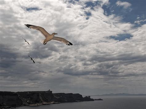 Fotoğraf deniz sahil doğa okyanus kuş kanat bulut Seabird seyahat Fransa uçuş Ada