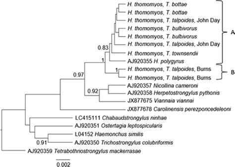 Bayesian Inference Tree Constructed From 18s Rrna Sequences Based On