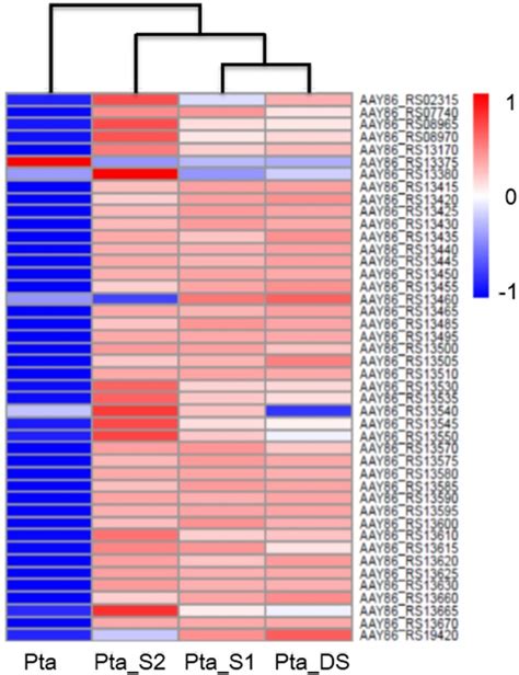 Exogenous N‐acyl‐homoserine Lactones Enhance The Expression Of Flagella