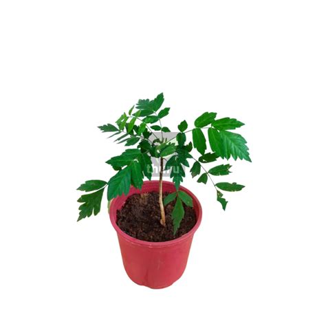 Bin Kohomba බි‍ං කොහොඹ Less Than 1 Foot අඩියකට වඩා අඩු