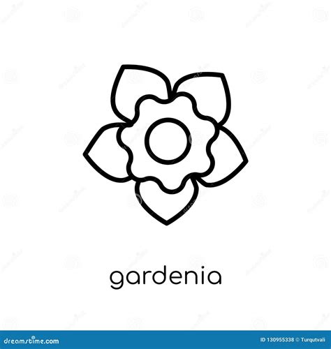 Gardenia Icon Trendy Modern Flat Linear Vector Gardenia Icon On Stock Vector Illustration Of