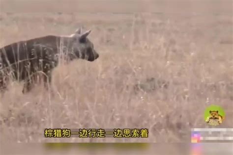 螳螂捕蝉黄雀在后棕鬣狗捕猎不成还遭两次追杀最后结果如恶化 鬣狗 结果 黄雀