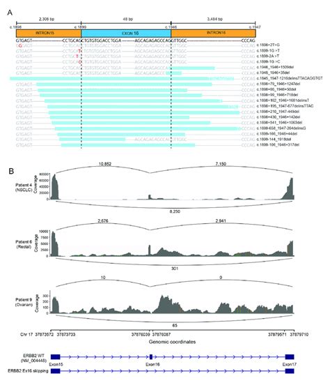 Schematic Diagram Of Erbb2 Exon 16 Skipping And Rna Seq Validation A