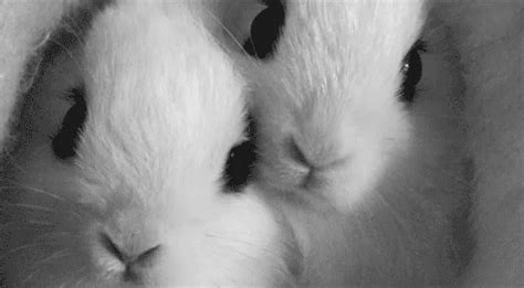 Rabbit Bunny Rabbit Bunny Cute Discover Share GIFs