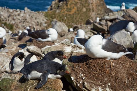 เกาะเวสต์พอยต์ในหมู่เกาะฟอล์กแลนด์ ภาพสต็อก ดาวน์โหลดรูปภาพตอนนี้