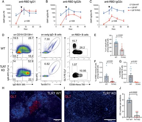 B‐cell‐intrinsic Tlr7 Is Required For Ig Class‐switch Recombination To