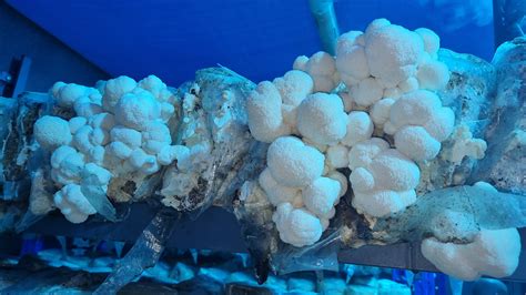 What Mushrooms Are Poisonous In Australia Xotic Mushrooms