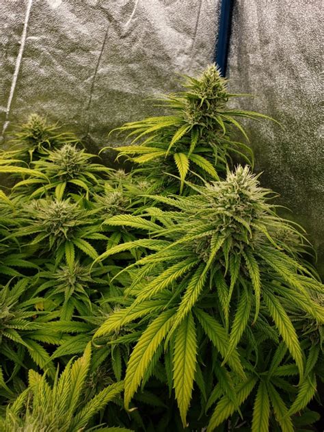 Raspberry Cough From Nirvana Microgrowery