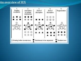 Iec PPT