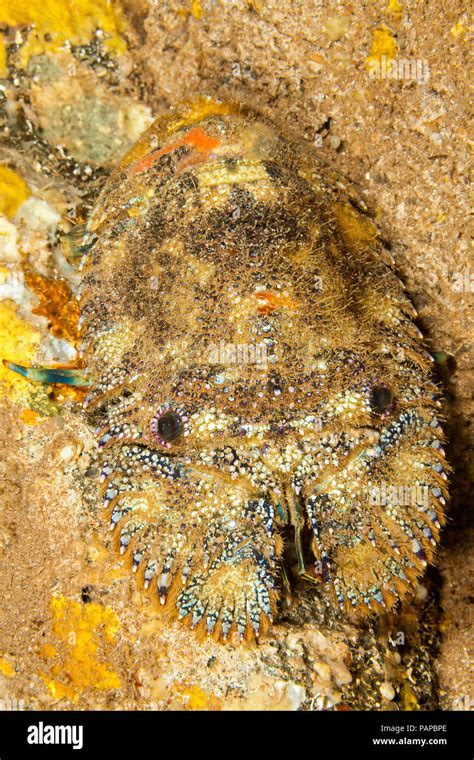 The Sculptured Slipper Lobster Parribacus Antarcticus Are Also