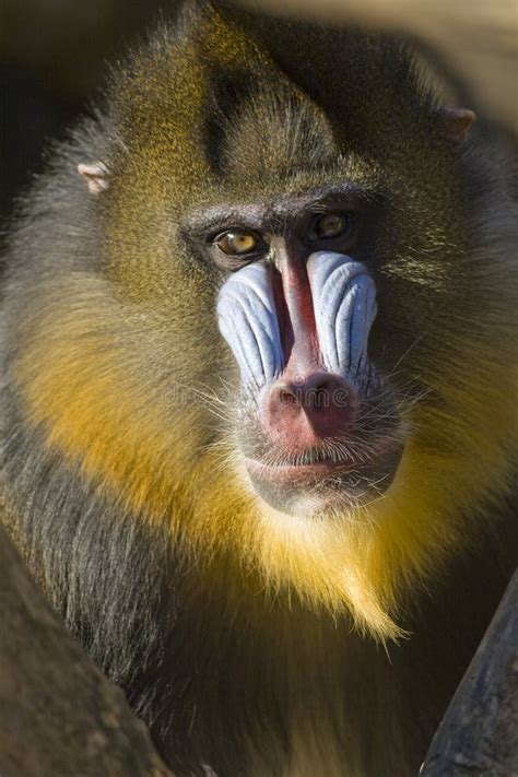 Mandrill Monkey Portrait Stock Photo Image Of People 38525134