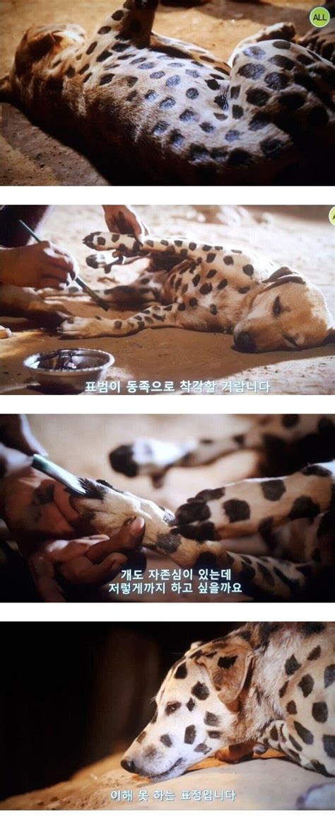 어느 아프리카 부족이 키우는 강아지를 지키는 방법