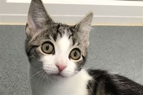 Playful Cat With No Sex Organs Is Up For Adoption