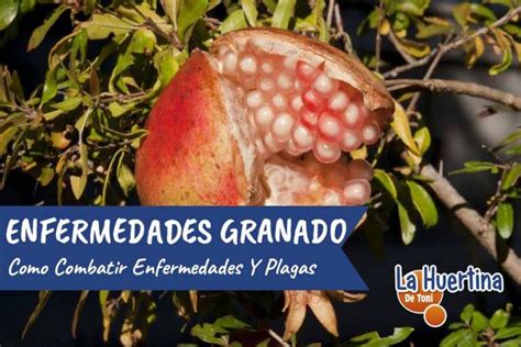 Plagas Y Enfermedades Del Granado Y Como Combatirlas