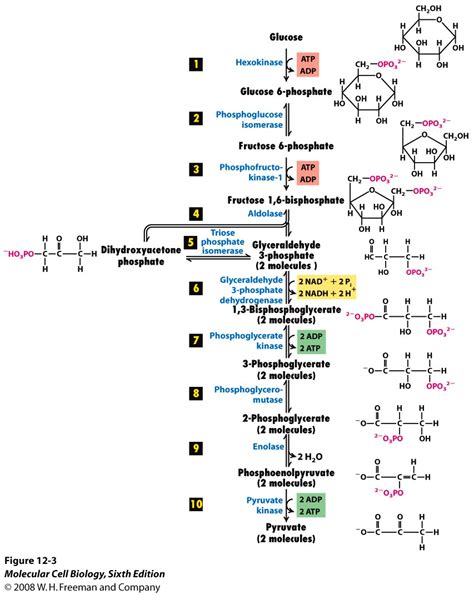 Glycolysis Pathway