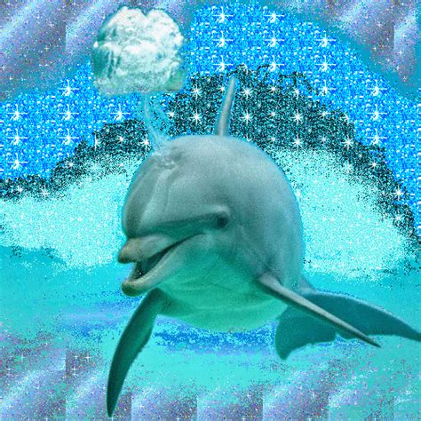 Dolphin  Misc