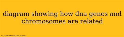 Diagram Showing How Dna Genes And Chromosomes Are Related