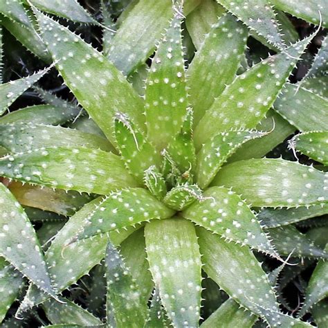 Species Spotlight Aloe Plant Care The Succulent Eclectic