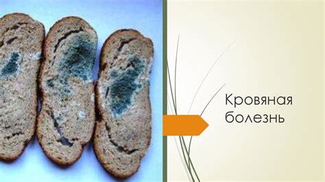 Дефекты и болезни хлеба Требования к качеству хлеба презентация онлайн