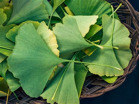 Ginkgo Biloba Tree Facts