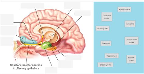 Olfactory Brain Structures Labeling Diagram Quizlet