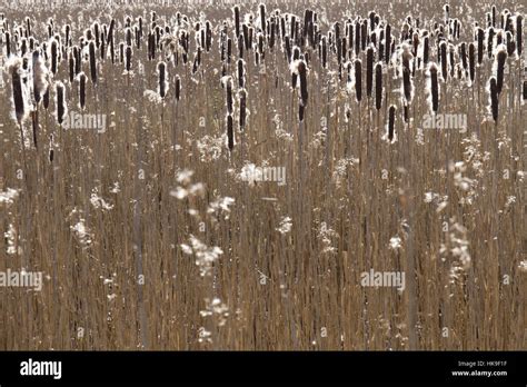 Common Bulrush Typha Latifolia Seedheads In A Reedbed Leighton Moss RSPB Nature Reserve