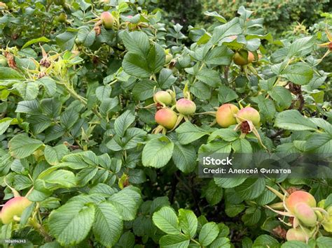 나뭇 가지에 빨간 로즈힙 열매 가을 열매의 계절 비타민 C의 천연 공급원 0명에 대한 스톡 사진 및 기타 이미지 0명 가을 건강관리와 의술 Istock