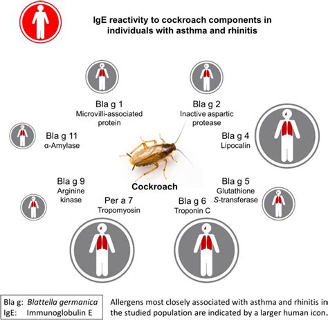 Do Cockroaches Cause Allergies Zzsbqa