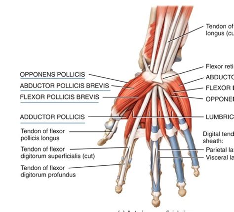 Kin Muscles Of Hand Wrist Flashcards Quizlet