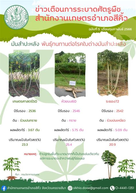 มันสำปะหลังพันธุ์ทนทานต่อโรคใบด่างมันสำปะหลัง ศูนย์วิทยบริการเพื่อ