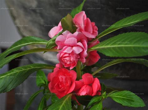 茶花凤仙图片 风景花卉的茶花凤仙图片大全 花卉网