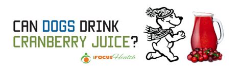 What Everybody Ought To Know About Cranberry Juice